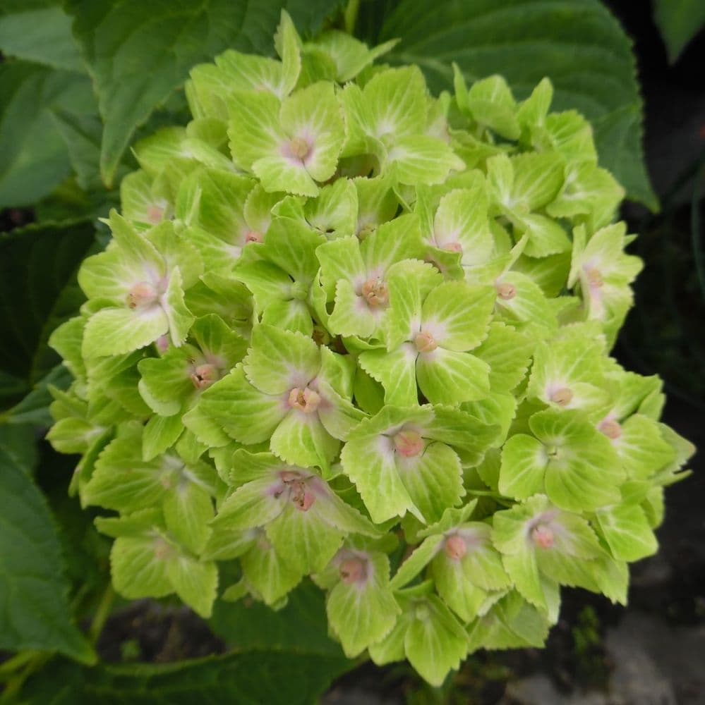 Hydrangea macrophylla Green Cloud