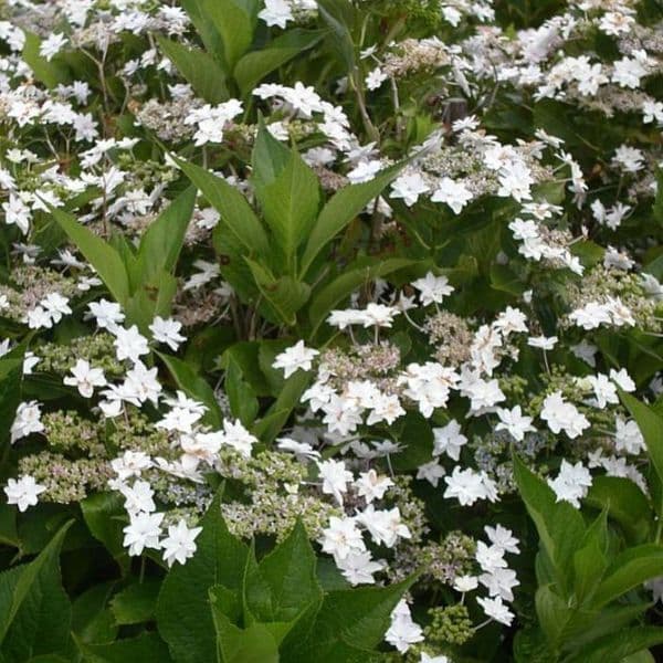 Hydrangea macrophylla Hanabi Fireworks L