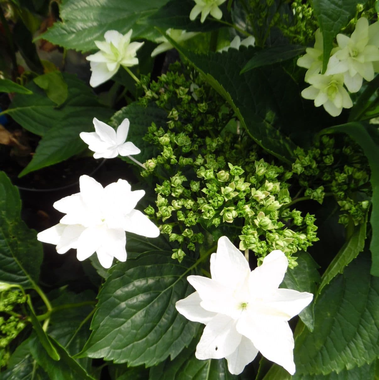 Hydrangea macrophylla Hanabi Fireworks L