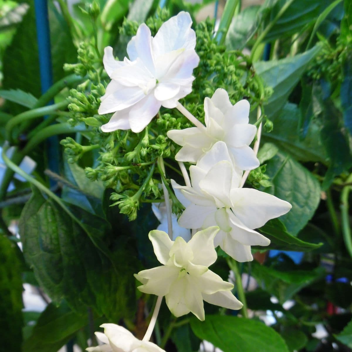 Hydrangea macrophylla Hanabi Fireworks L