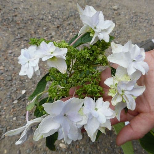 Hydrangea macrophylla