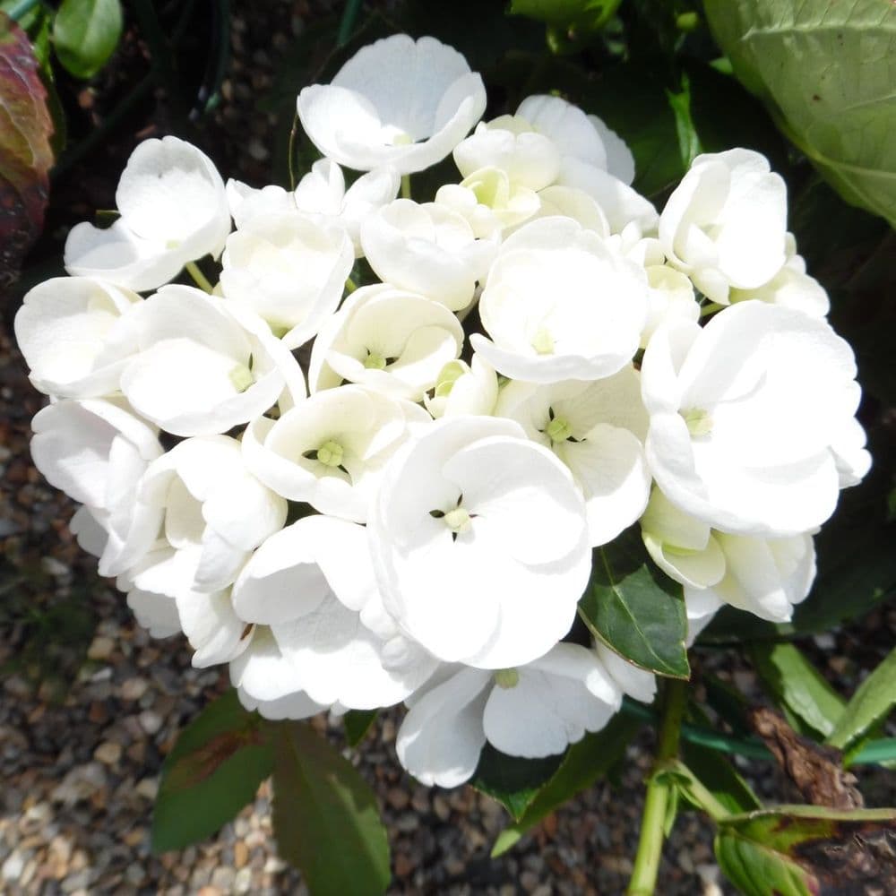 Hydrangea macrophylla Holibel PBR Hovaria Series H