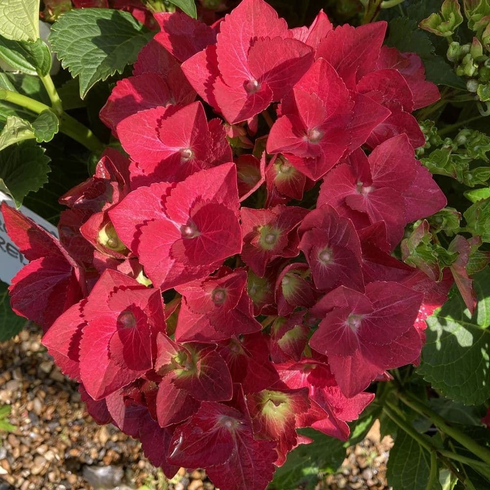 Hydrangea macrophylla Hot Red Agrihydrie PBR H