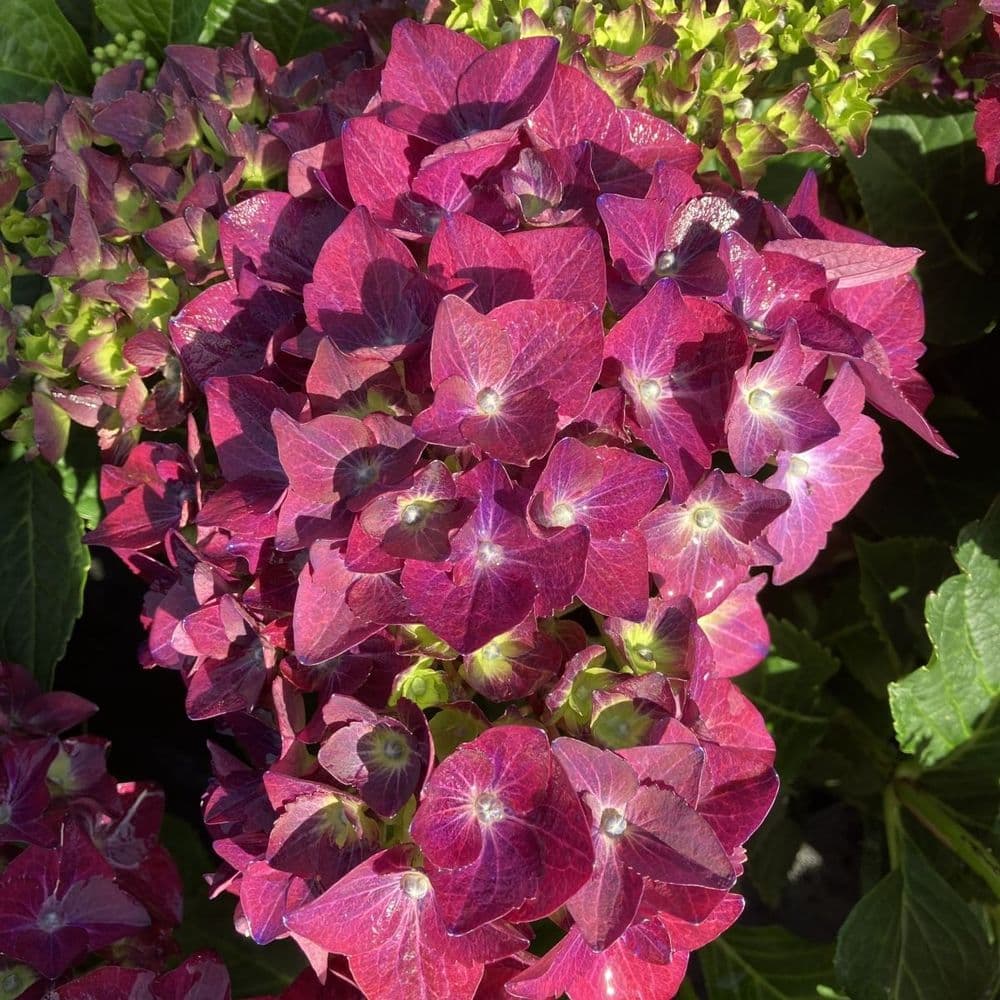 Hydrangea macrophylla Hot Red Blue Agrihydrie PBR H