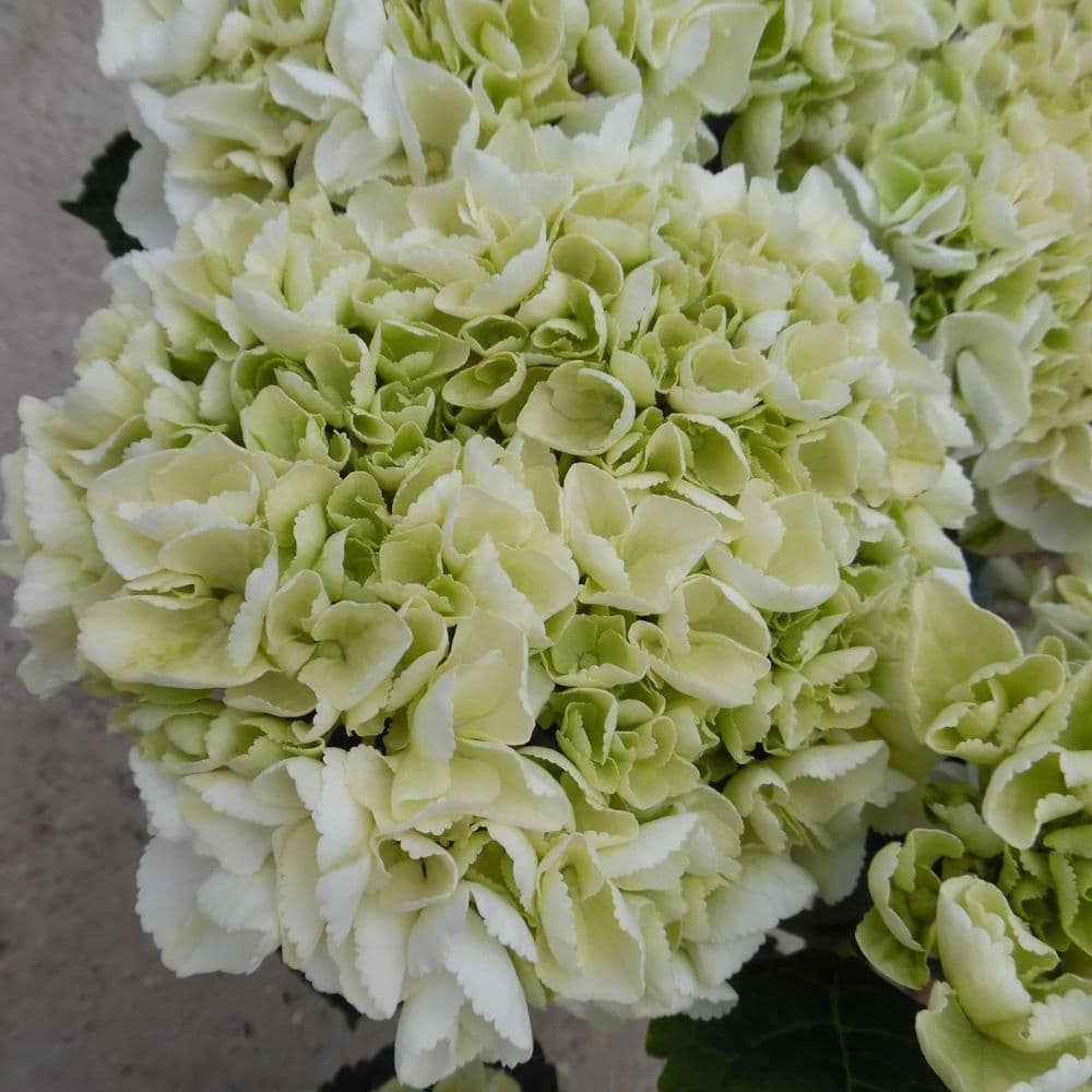 Hydrangea macrophylla Ice Girl
