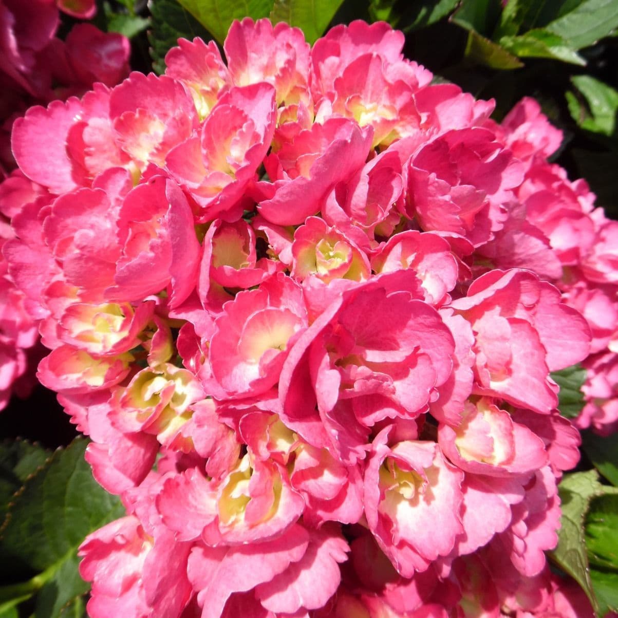 Hydrangea macrophylla Julisa cov