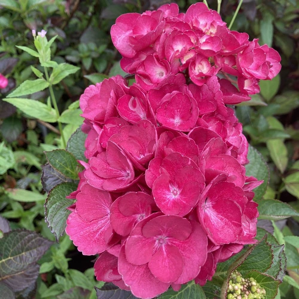 Hydrangea macrophylla Julisa cov