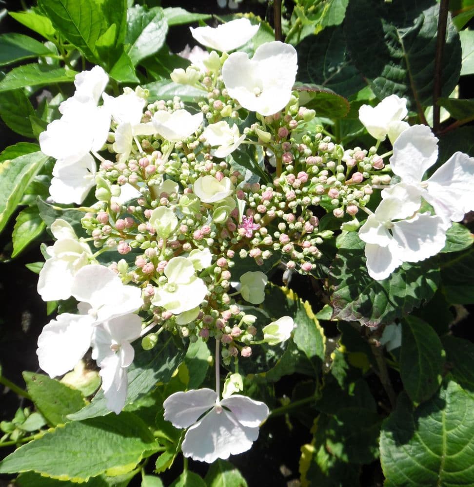 Hydrangea macrophylla Lemon Wave