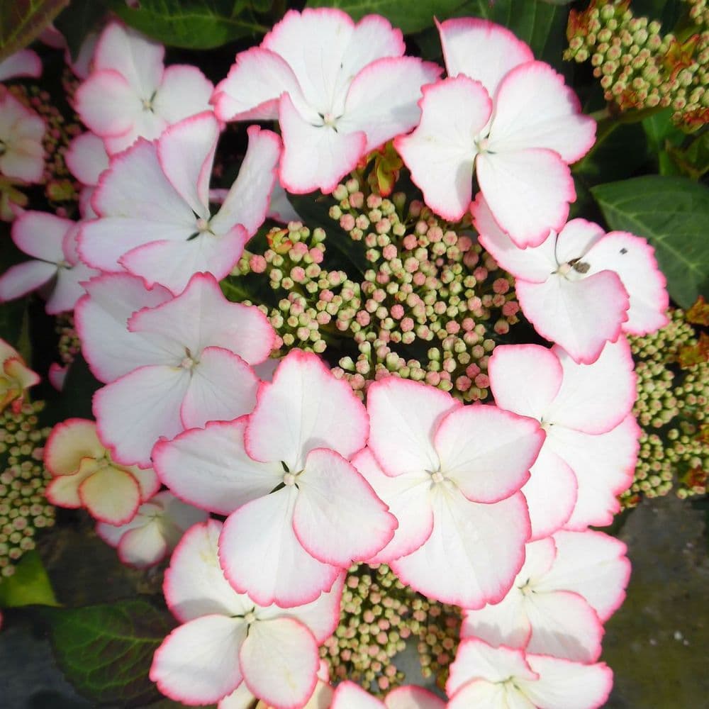 Hydrangea macrophylla Love You Kiss PBR Hovaria Series L AGM