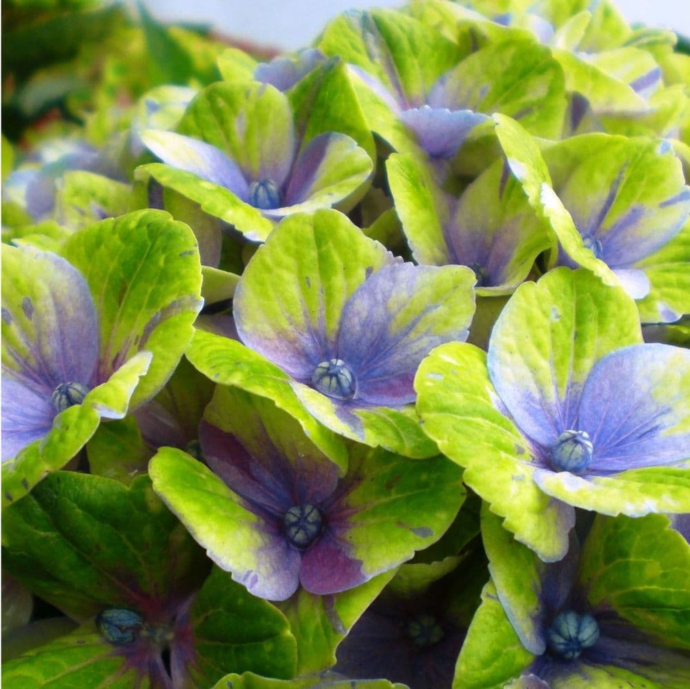 Hydrangea macrophylla MAGICAL AMETHYST Hokomathyst PBR Blue H