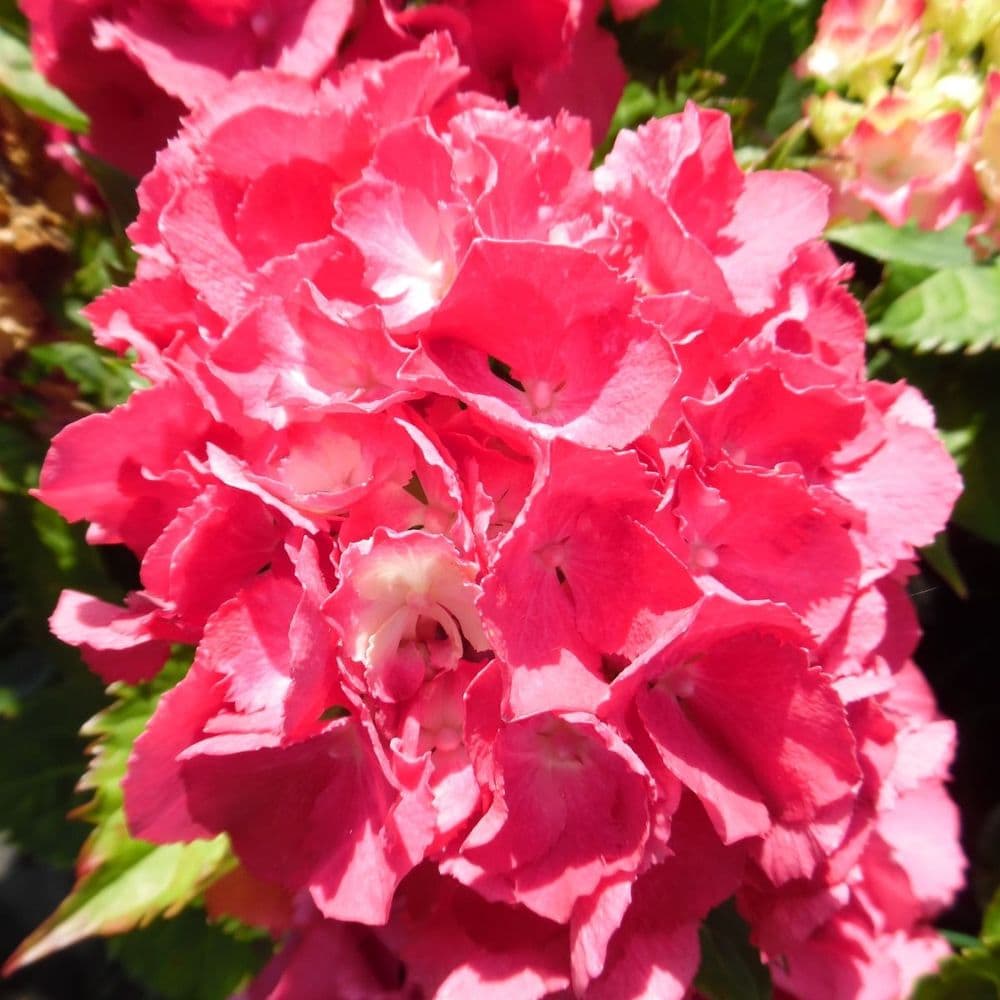 Hydrangea macrophylla Magical Candy Rock Hortmacaro Large Specimen Plant