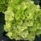 Hydrangea macrophylla MAGICAL NOBLESSE Hokomano PBR H