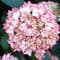 Hydrangea macrophylla Mirai PBR Hovaria Series H