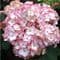 Hydrangea macrophylla Mirai PBR Hovaria Series H
