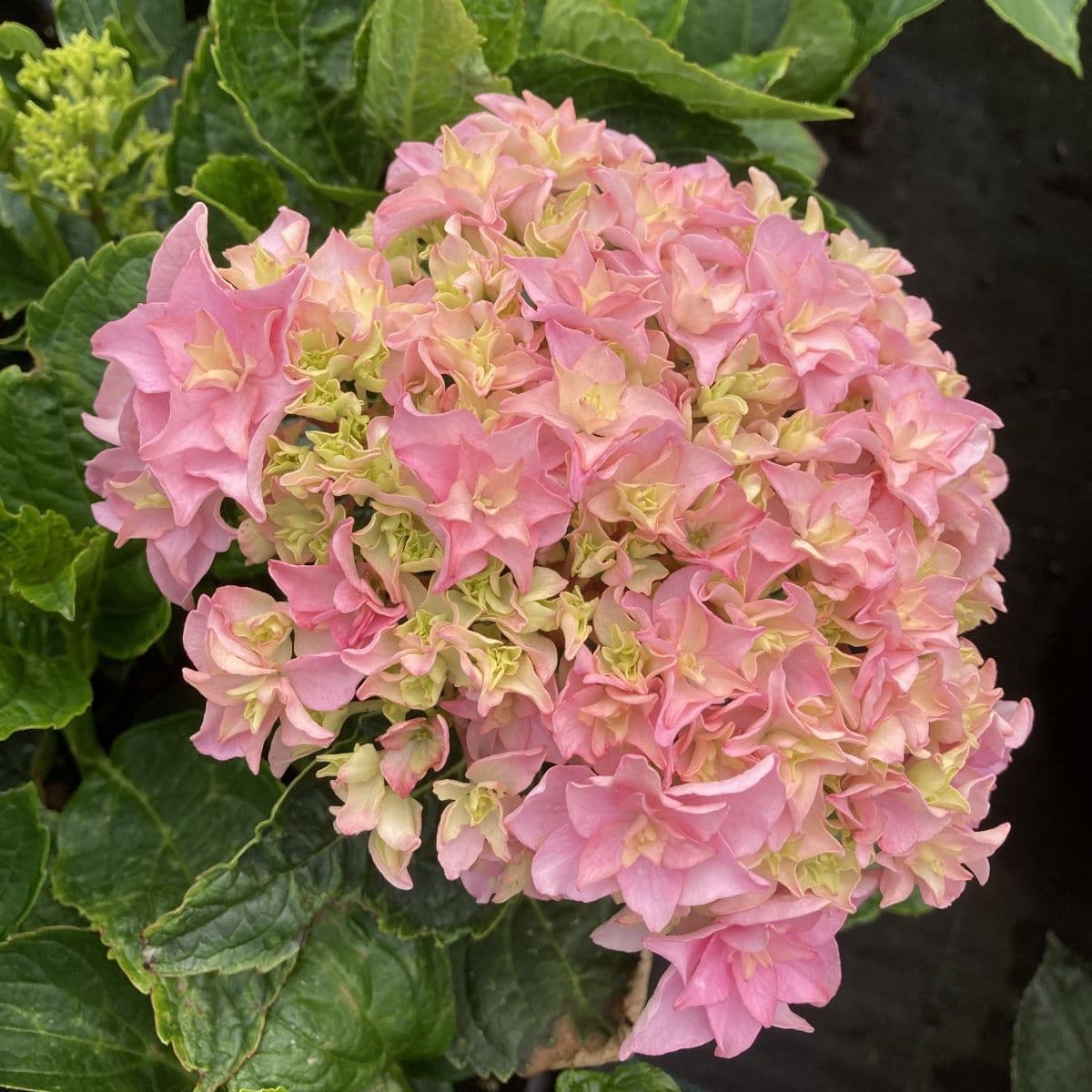 Hydrangea macrophylla Perfection You & Me Series PBR H/d