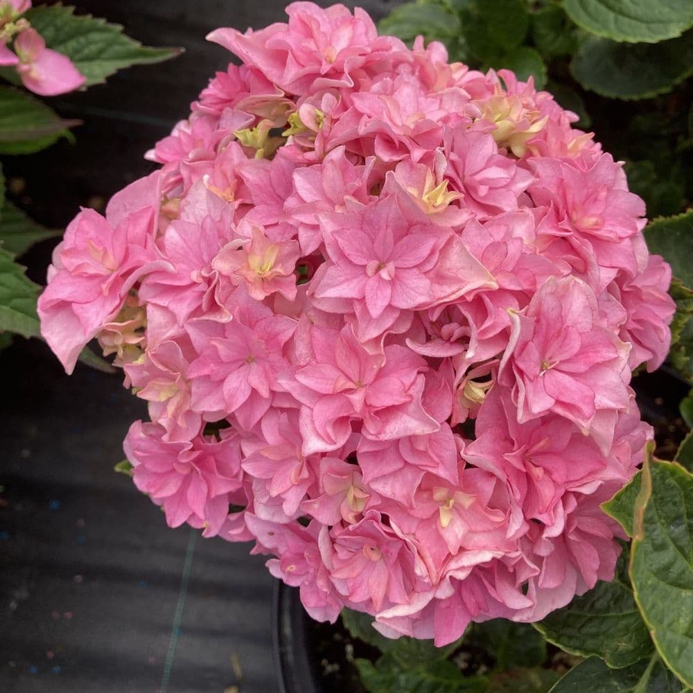 Hydrangea macrophylla Perfection You & Me Series PBR H/d