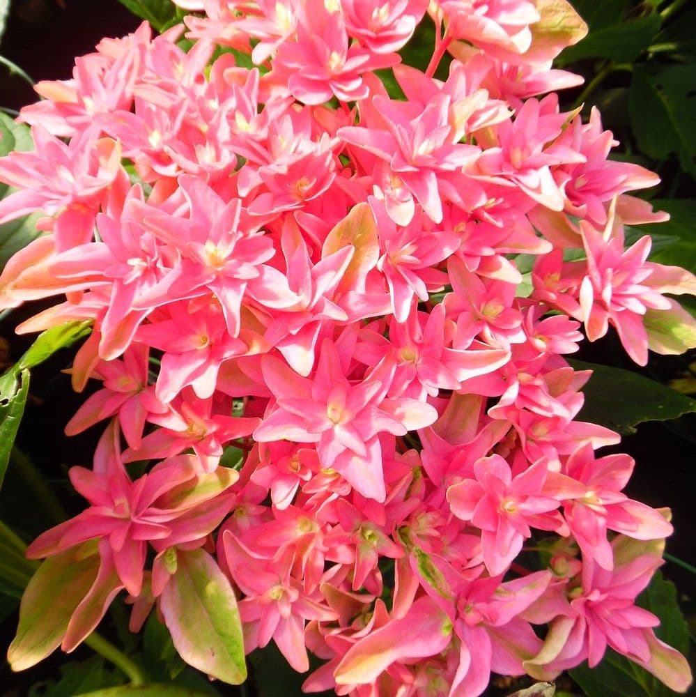 Hydrangea macrophylla Princess Diana Wow Time