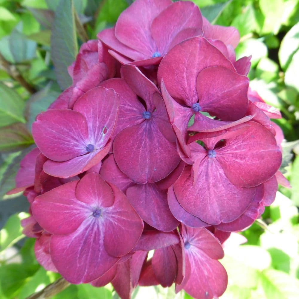 Hydrangea macrophylla Red Angel Purple H