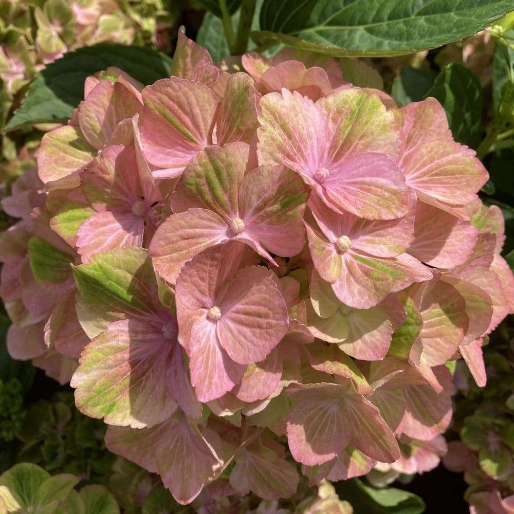 Hydrangea macrophylla Rembrandt Bella Pesche HORE1644 PBR