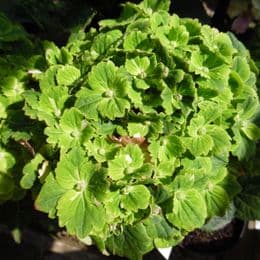 Hydrangea macrophylla Rembrandt Vibrant Verde