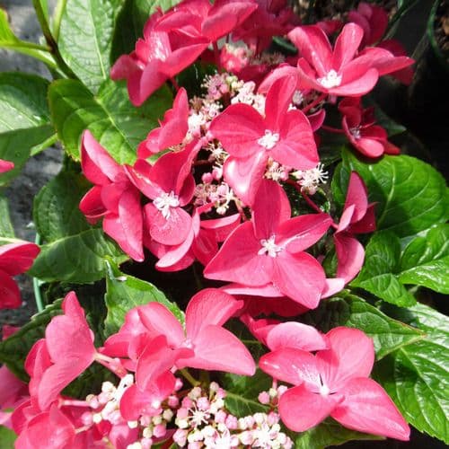 Hydrangea macrophylla - Page 3