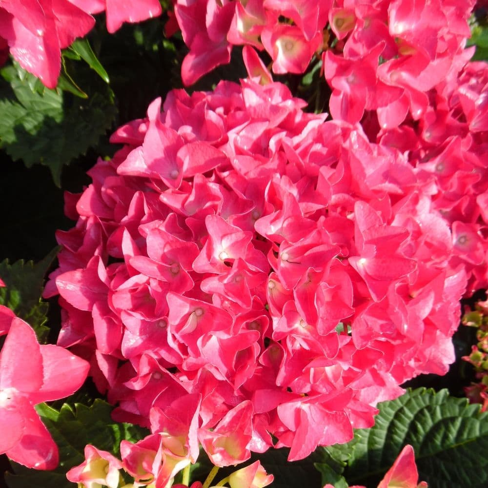 Hydrangea macrophylla Royal Red Hbarore PBR H