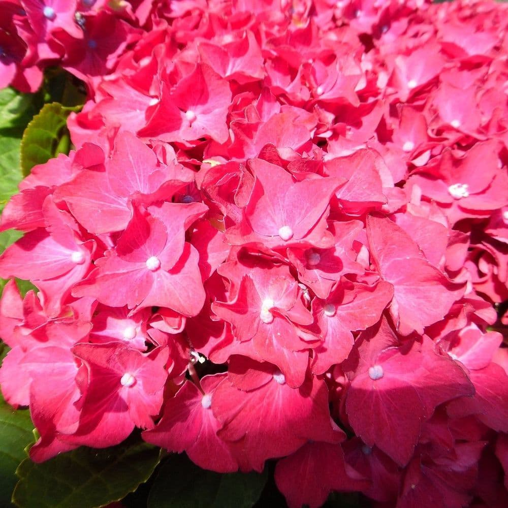 Hydrangea macrophylla Royal Red Hbarore PBR H