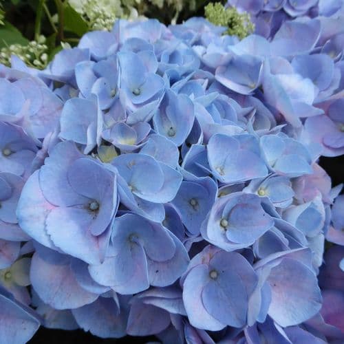 Hydrangea macrophylla - Page 3