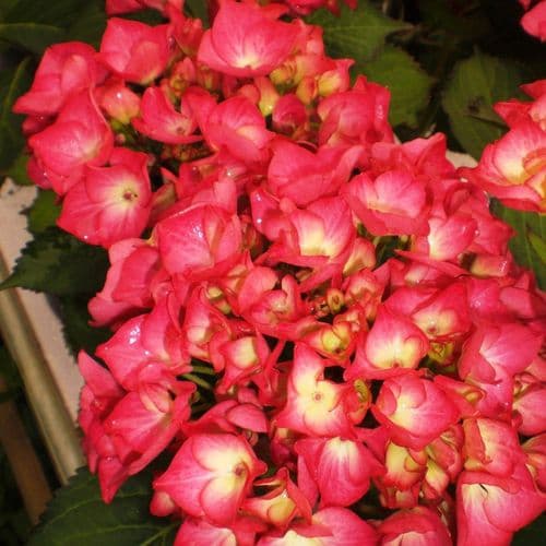 Hydrangea macrophylla - Page 3