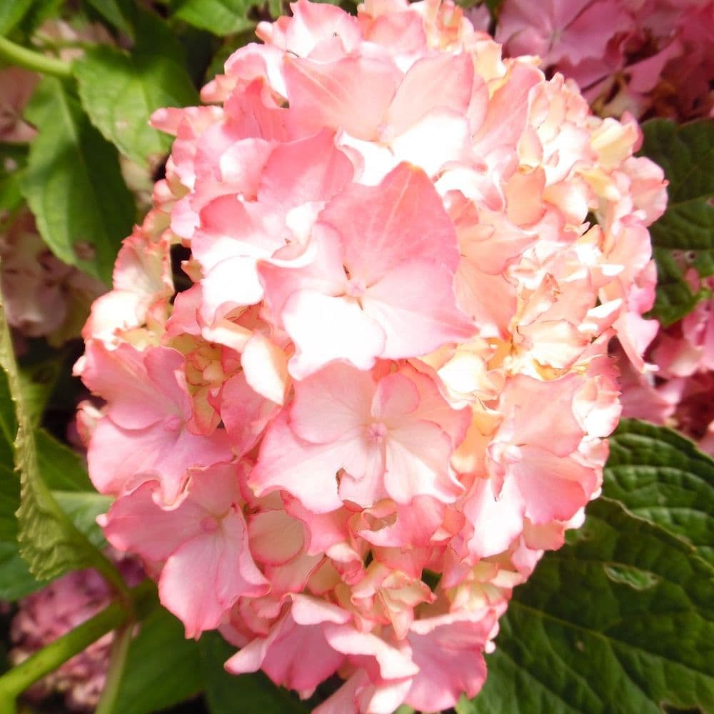 Hydrangea macrophylla SO LONG SUNNY TK02