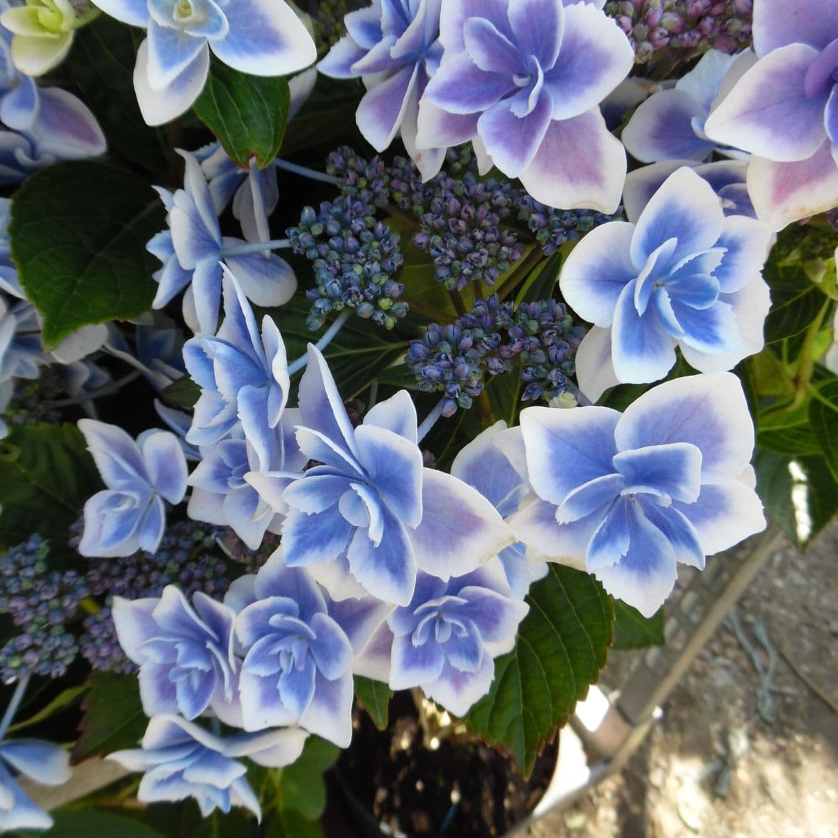 Hydrangea macrophylla Stargazer Large Specimen Plant