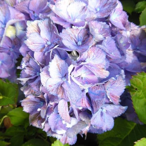 Hydrangea macrophylla - Page 3