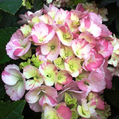 Hydrangea macrophylla - Page 3