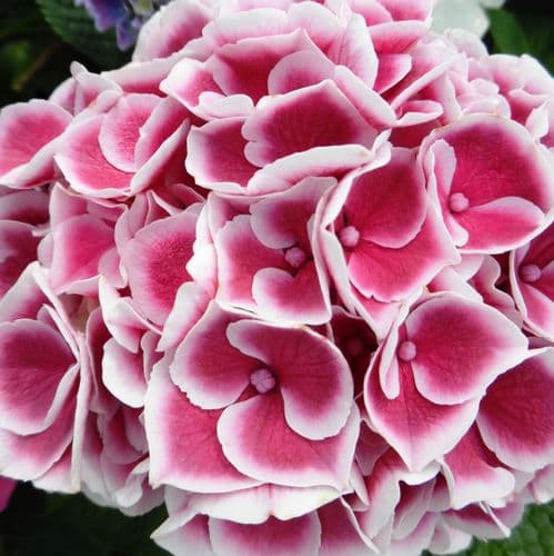 Hydrangea macrophylla - Page 3