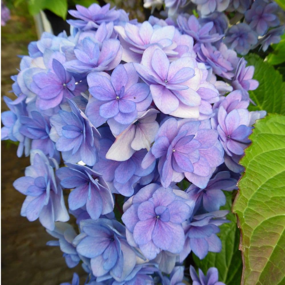 Hydrangea macrophylla Together You & Me Series Blue H Large Specimen Plant