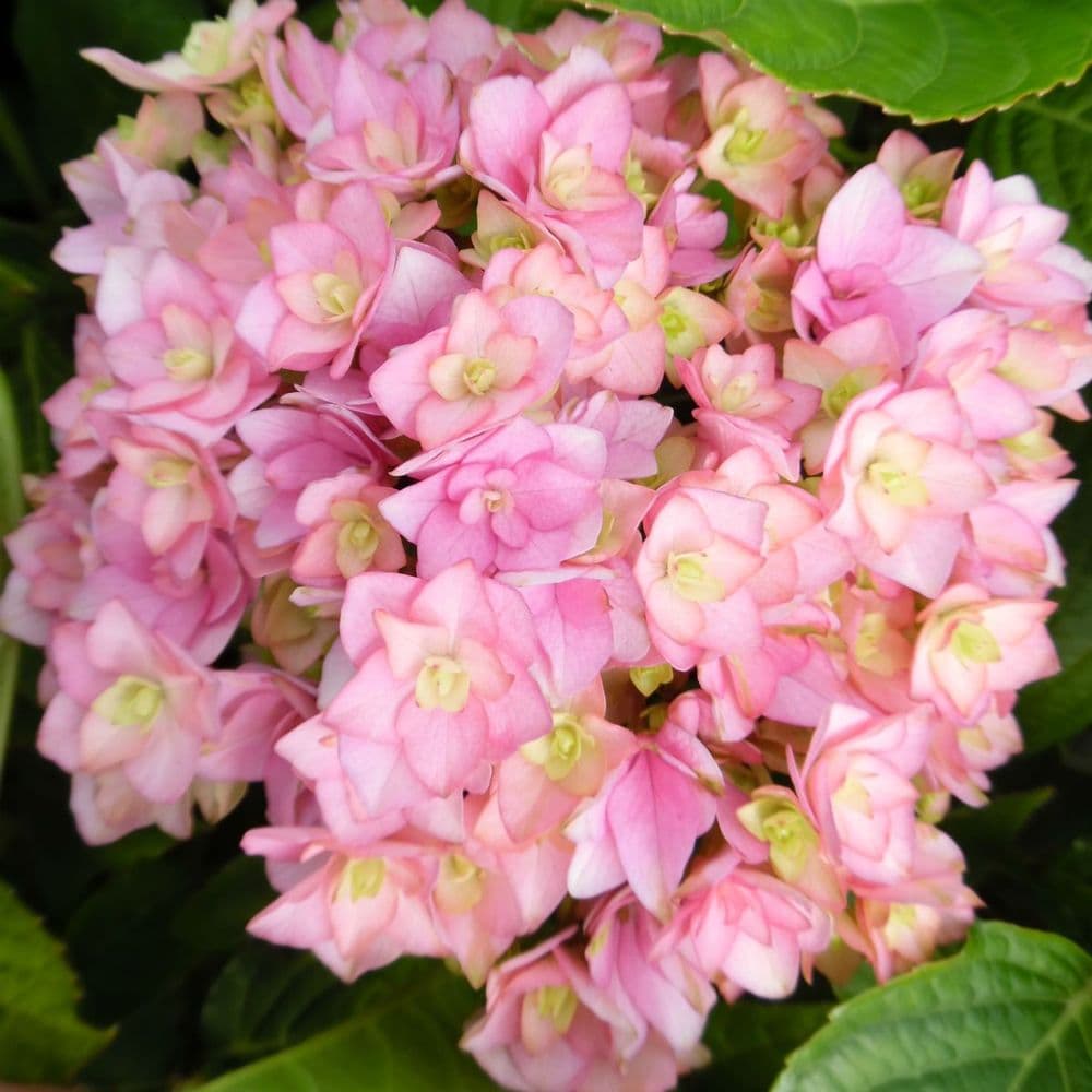 Hydrangea macrophylla Together You & Me Series Pink H