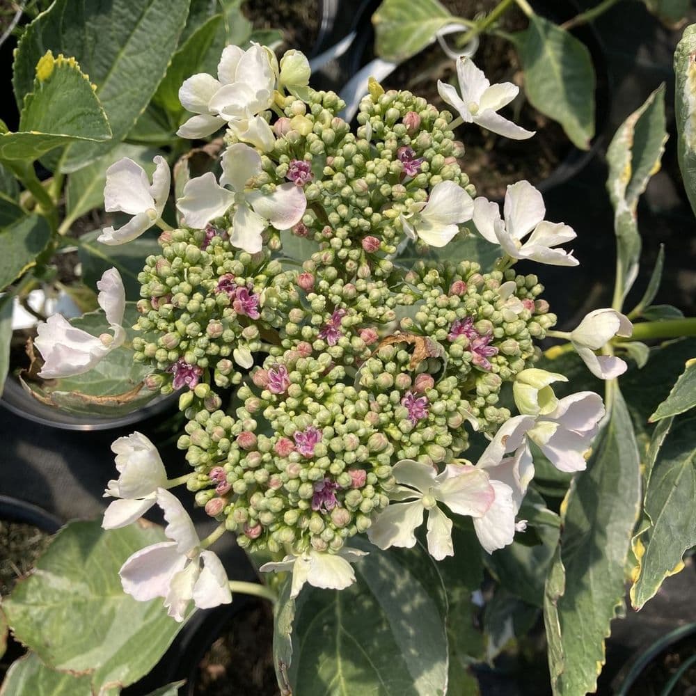 Hydrangea macrophylla Tricolor L/v