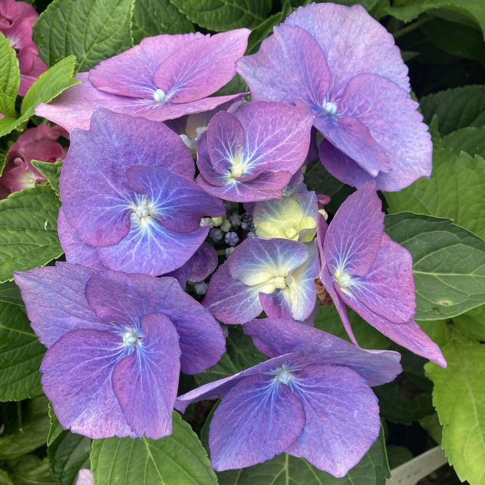 Hydrangea macrophylla Zorro L AGM