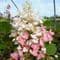 Hydrangea paniculata Baby Lace