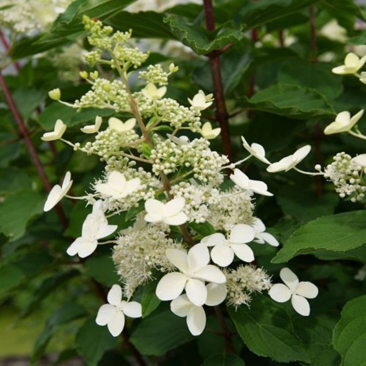 Hydrangea paniculata Big Ben AGM