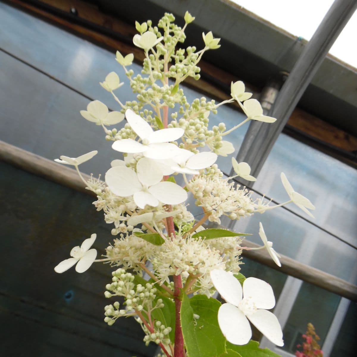 Hydrangea paniculata Big Ben AGM