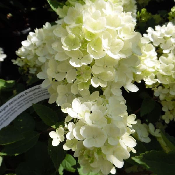 Hydrangea paniculata Bombshell PBR Large Specimen Plant