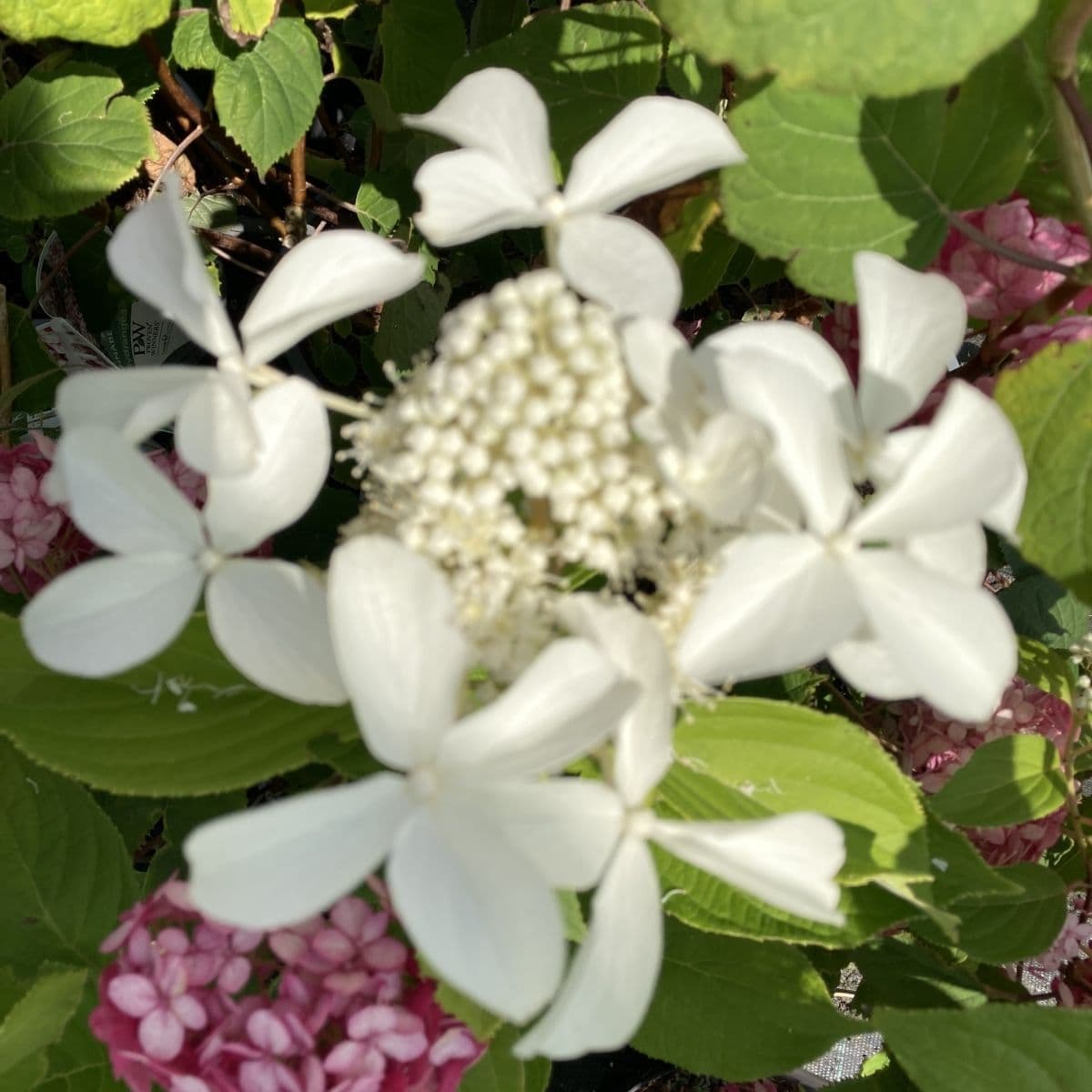 Hydrangea paniculata Great Star PBR