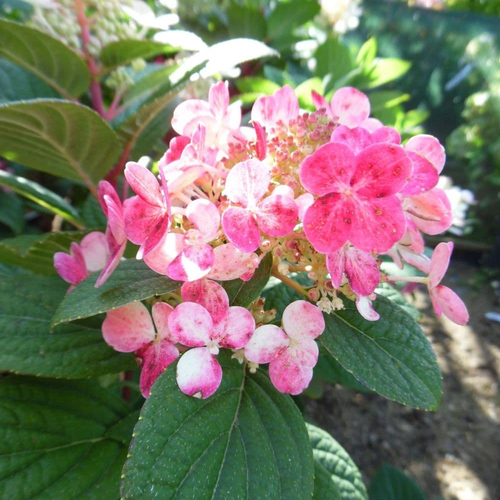 Hydrangea paniculata Little Quick Fire SMHPLQF