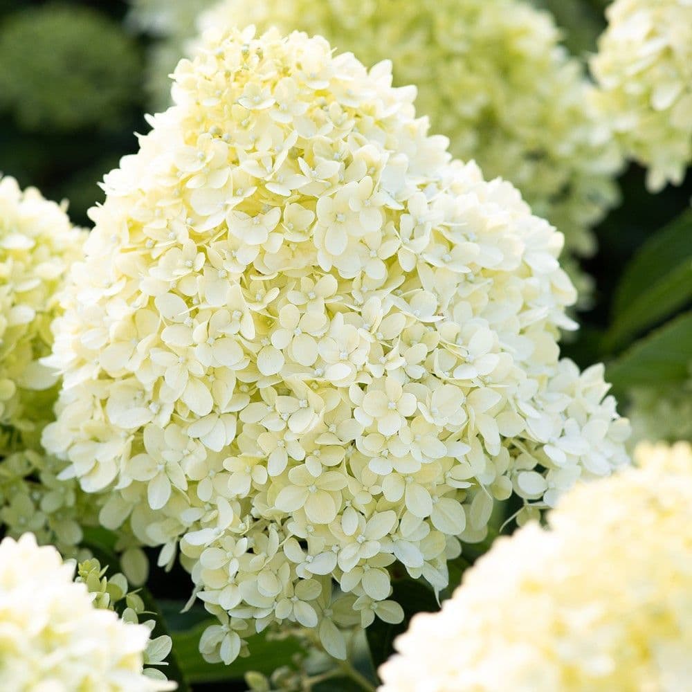 Hydrangea paniculata Living Cotton Cream LCNO7 PBR