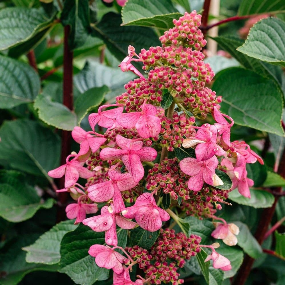 Hydrangea paniculata Living Infinity LCNO9 PBRAF