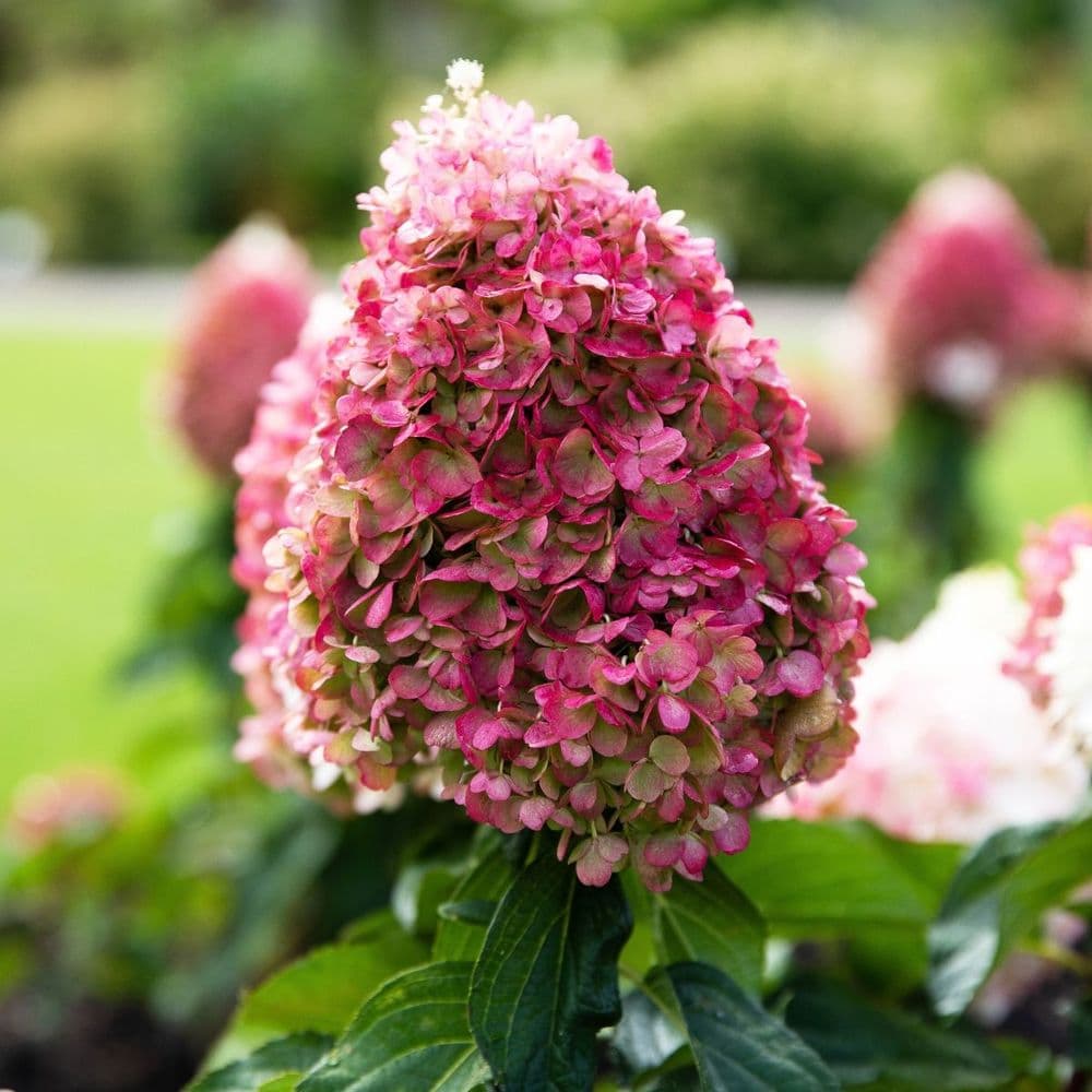 Hydrangea paniculata Living Pinky Promise LCNO12 PBRAF