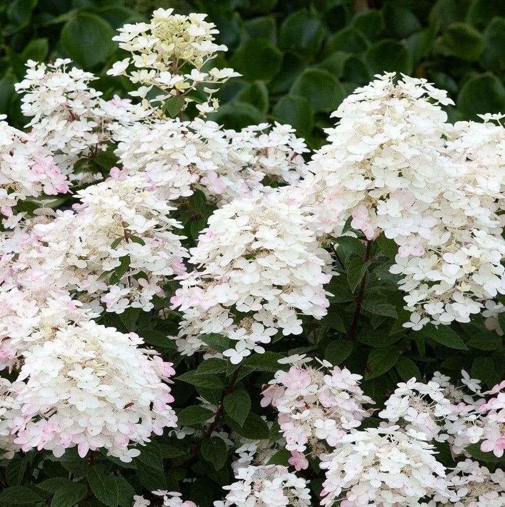 Hydrangea paniculata Living Touch of Pink LCNO4 PBRAF