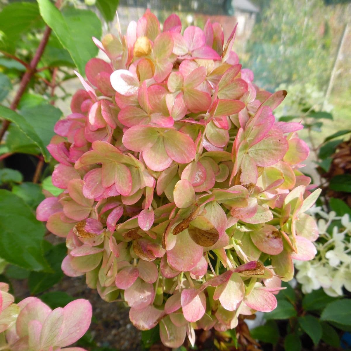 Hydrangea paniculata MAGICAL CANDLE Bokraflame PBR