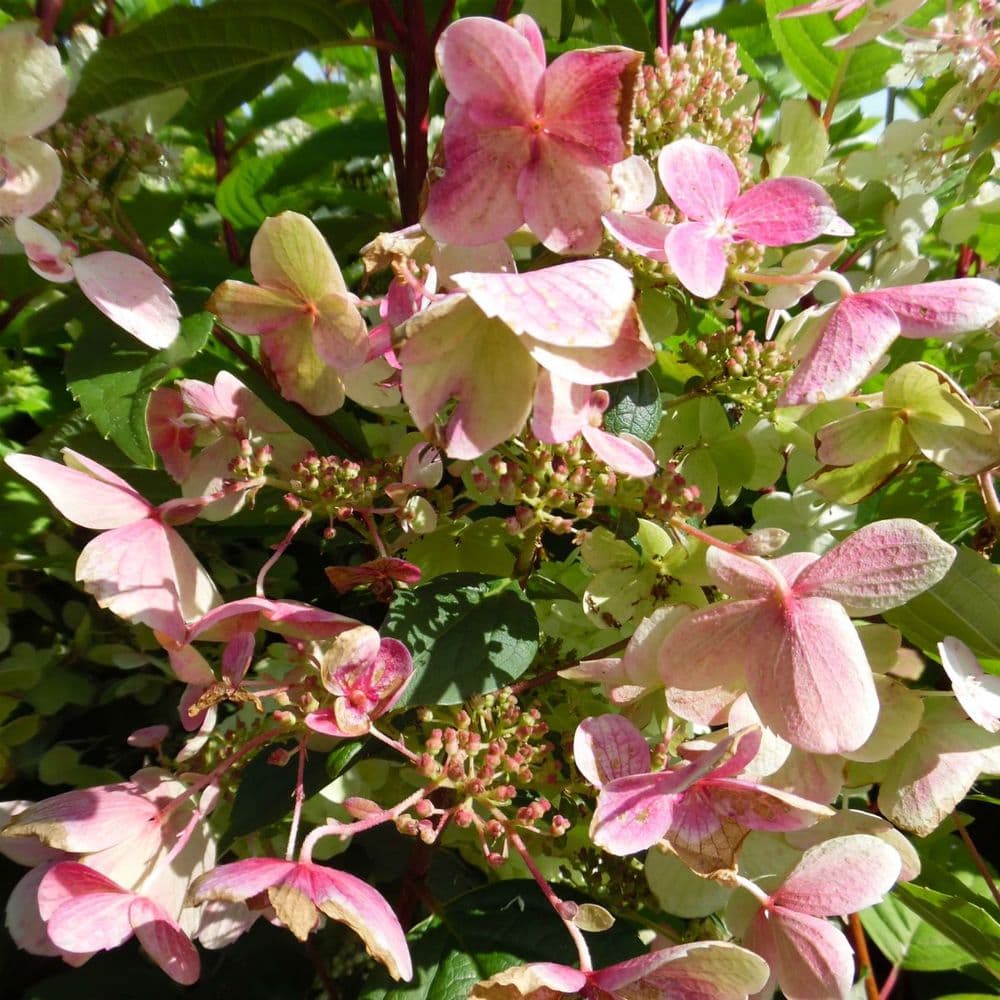 Hydrangea paniculata MAGICAL FIRE Bokraplume PBR